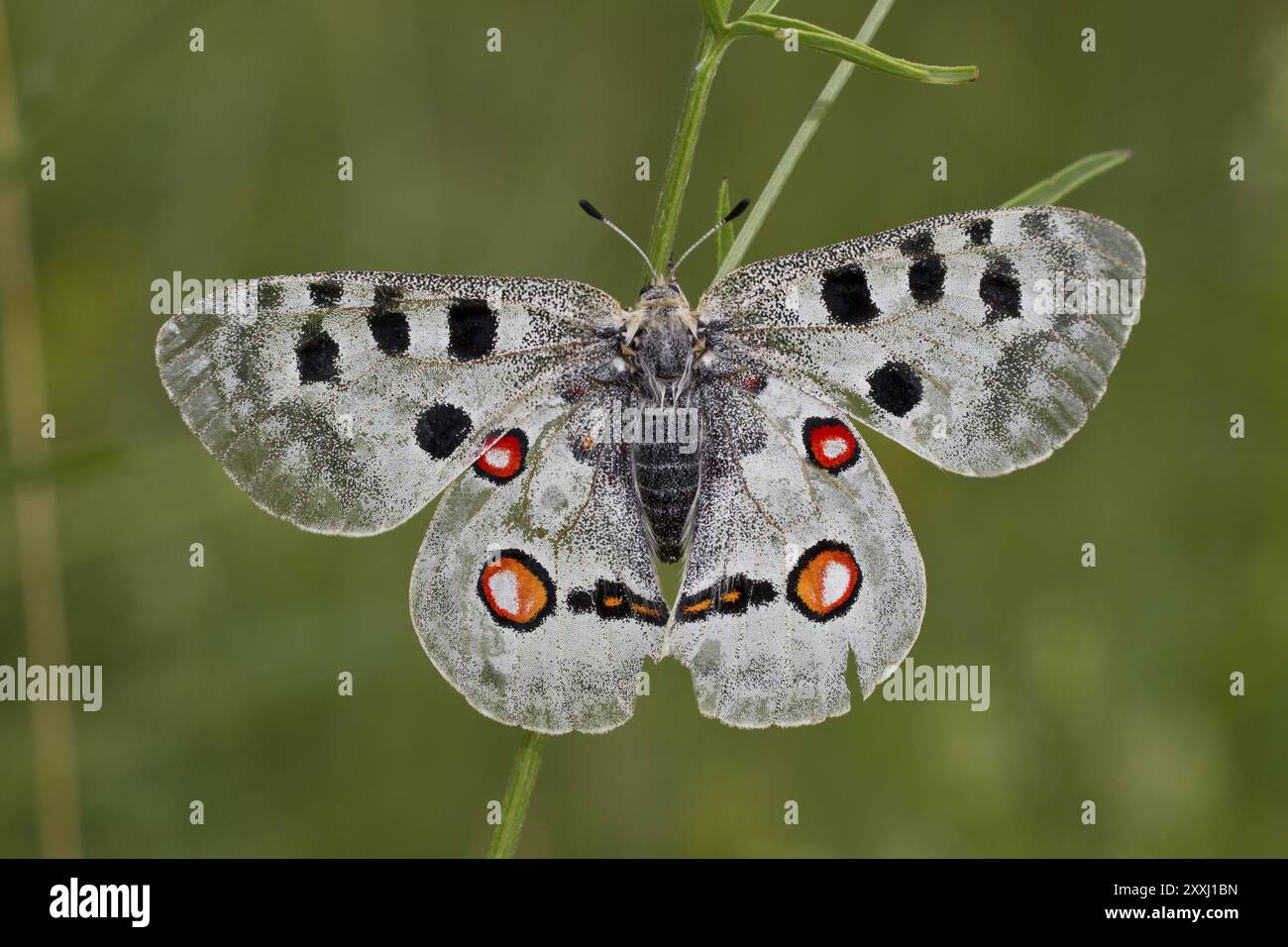 Apollo butterfly, Parnassius apollo, Apollo Stock Photo - Alamy