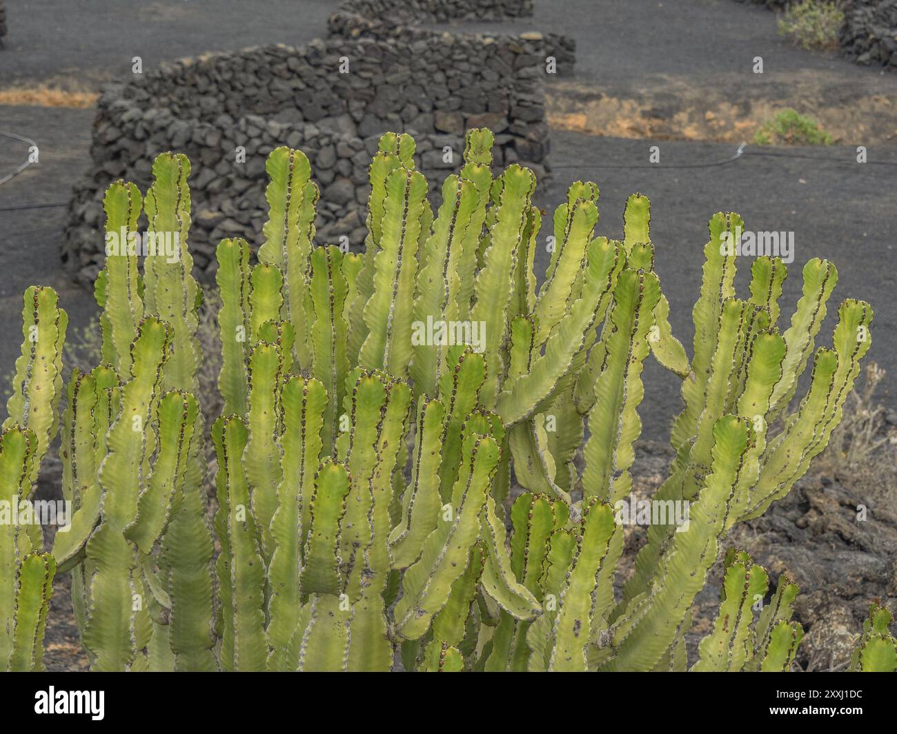 Green cactus in front of lava stone walls in an arid environment ...