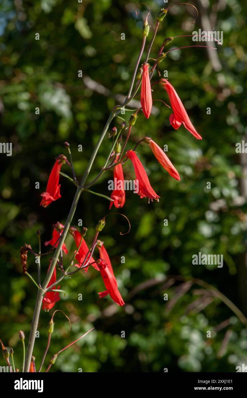 Penstemon barbatus hi-res stock photography and images - Alamy