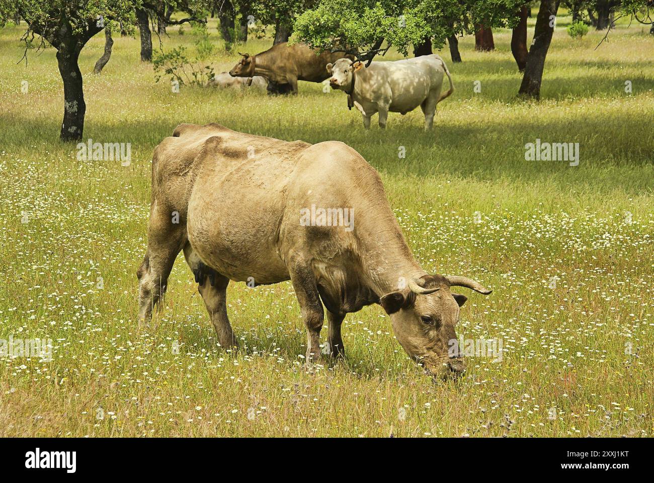 Holly cow hi-res stock photography and images - Alamy