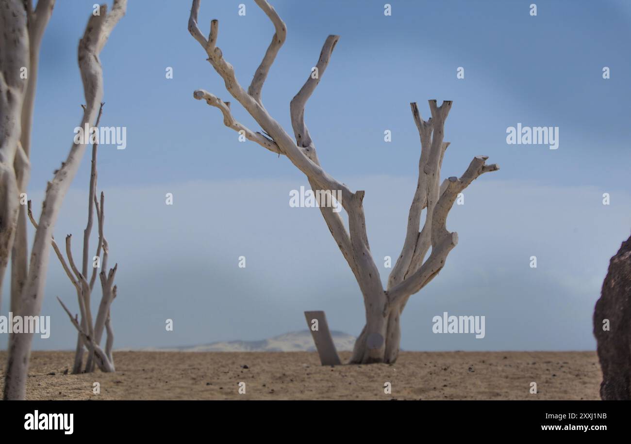 White dead trees in front of a blue sky Stock Photo - Alamy