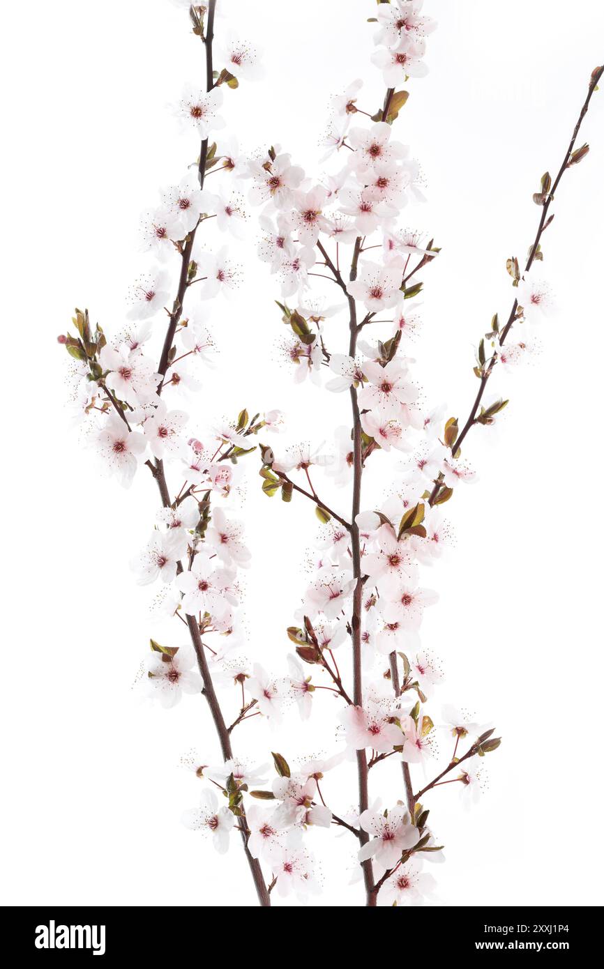 Blossoms of a purple-leaf plum (Prunus cerasifera Nigra Stock Photo - Alamy