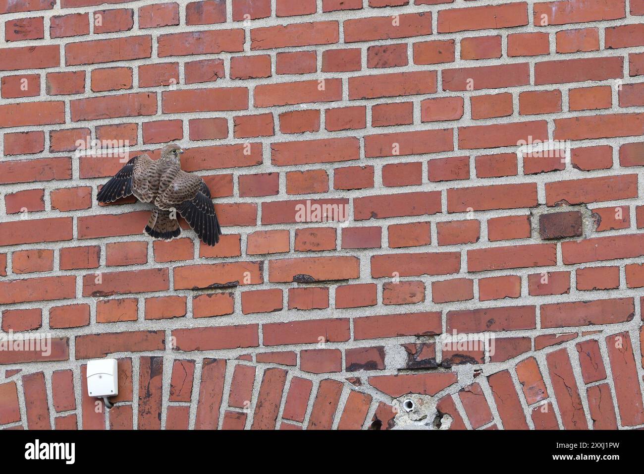 Common kestrel first flight attempt. Young kestrels making their first ...