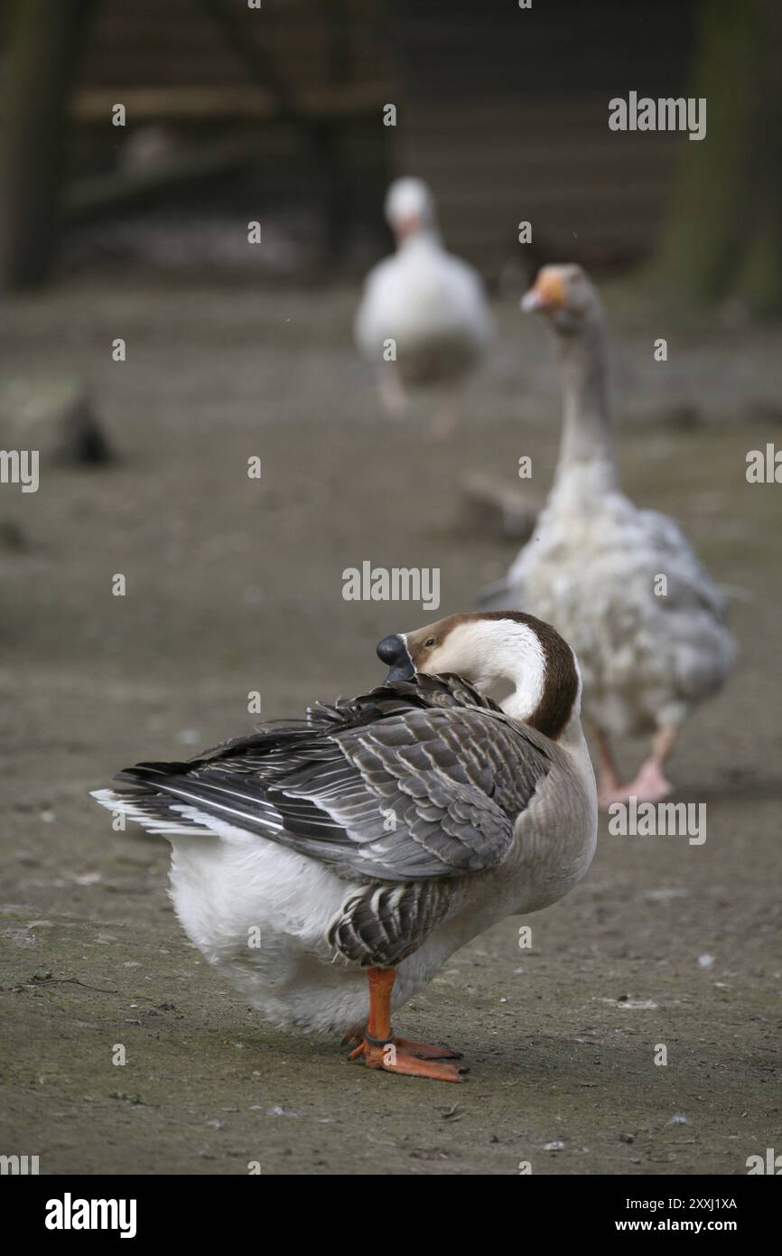 Domestic goose anser anser f domestica hi-res stock photography and ...