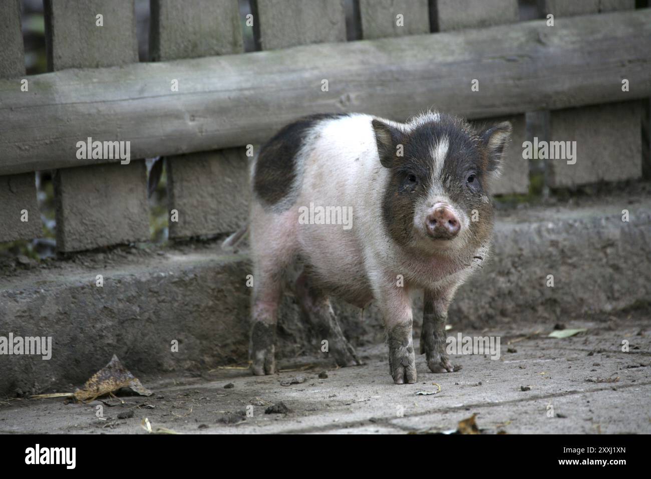 Wrinkly pig hi-res stock photography and images - Alamy