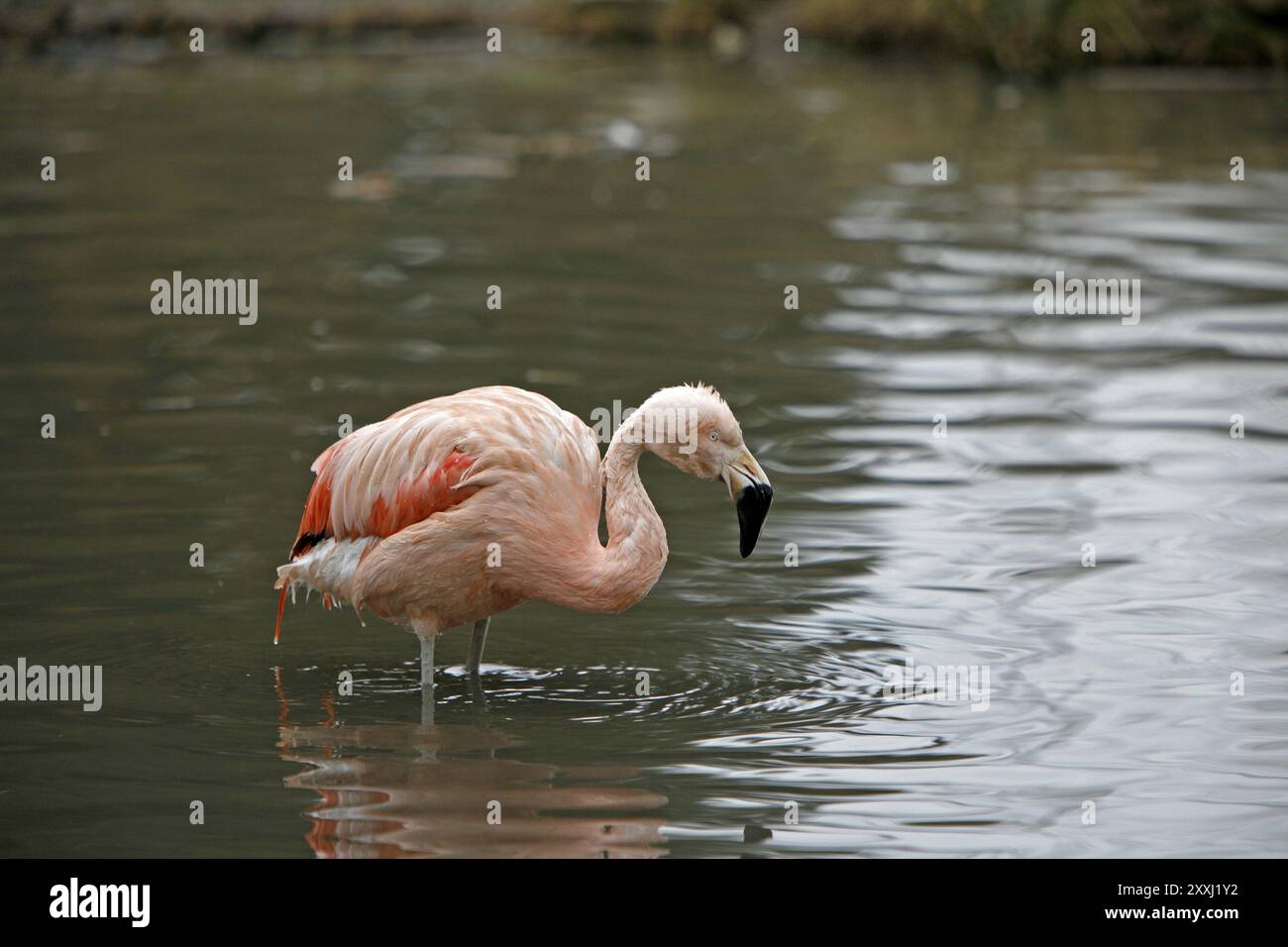Flamingo backdrop hi-res stock photography and images - Alamy