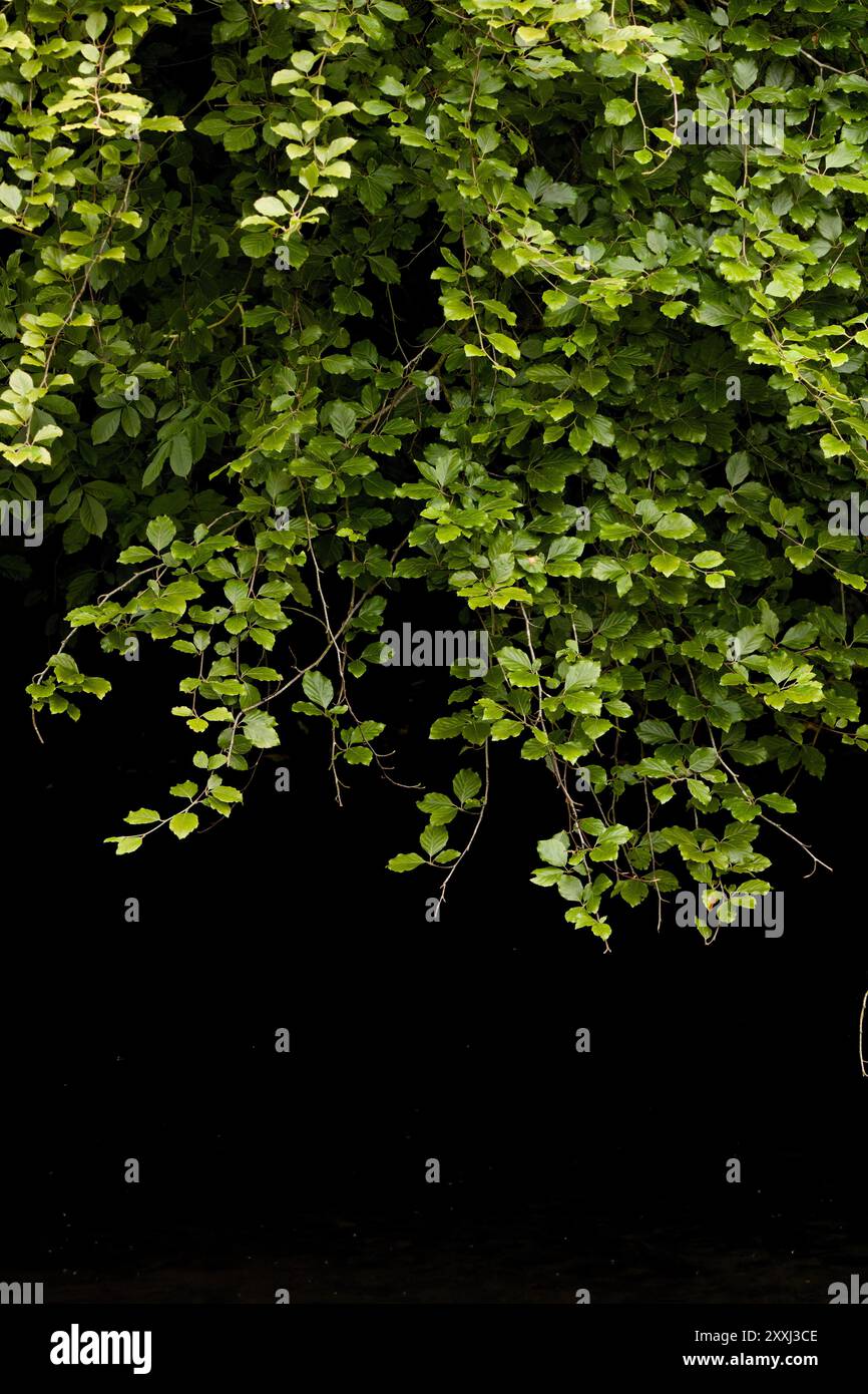 Low key photograph of vibrant green tree leaves over a solid black ...