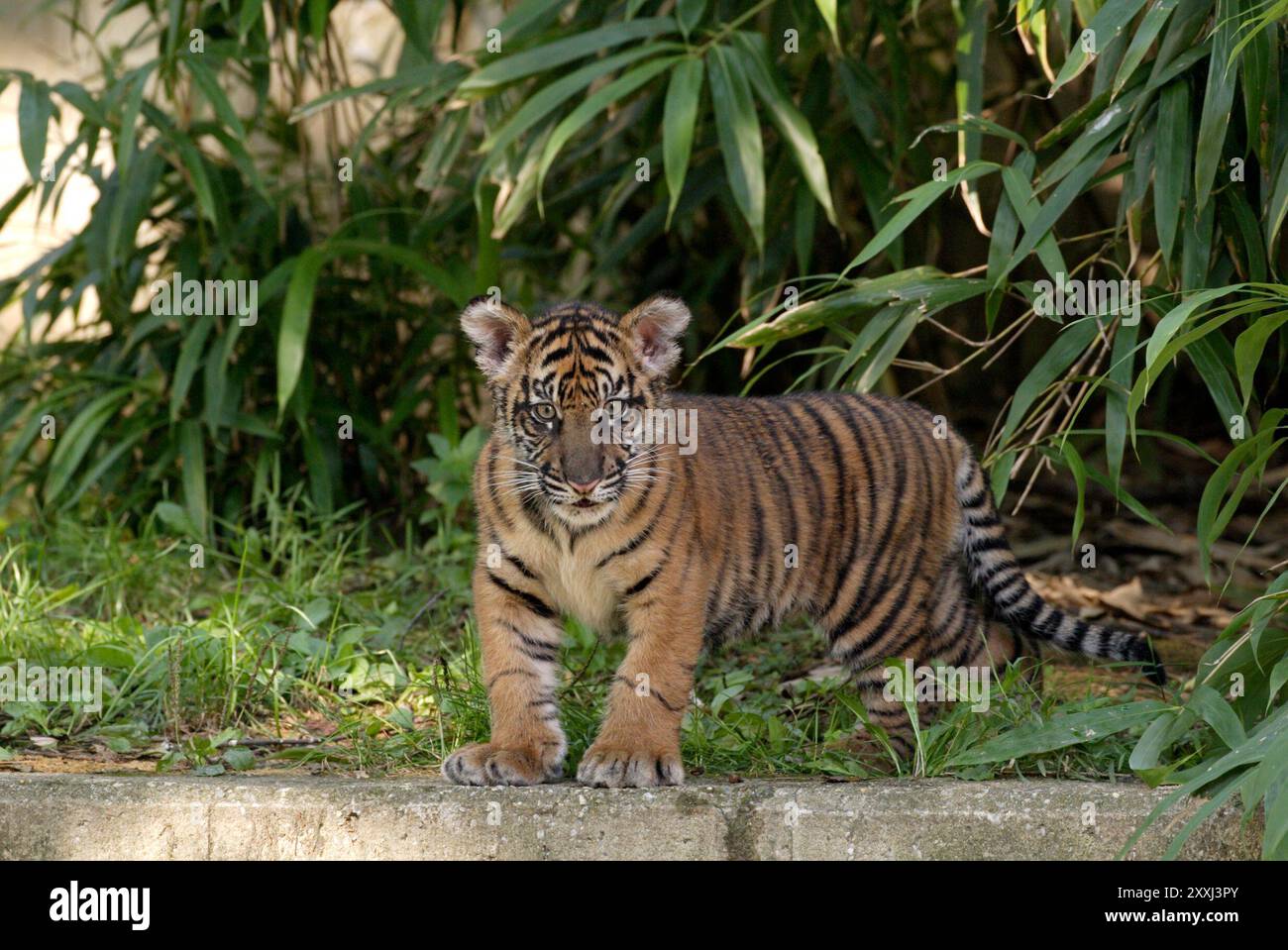Young Sumatran tiger outdoors looking at camera, Panthera tigris ...