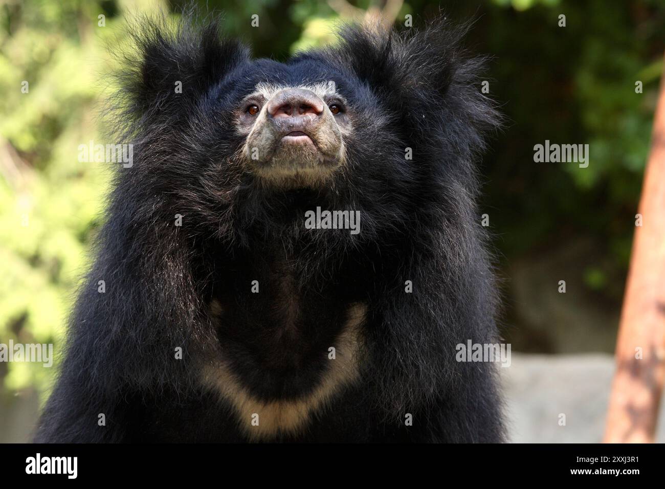 Female Sloth bear or Indian Bear, closeup of head and face, Melursus ...
