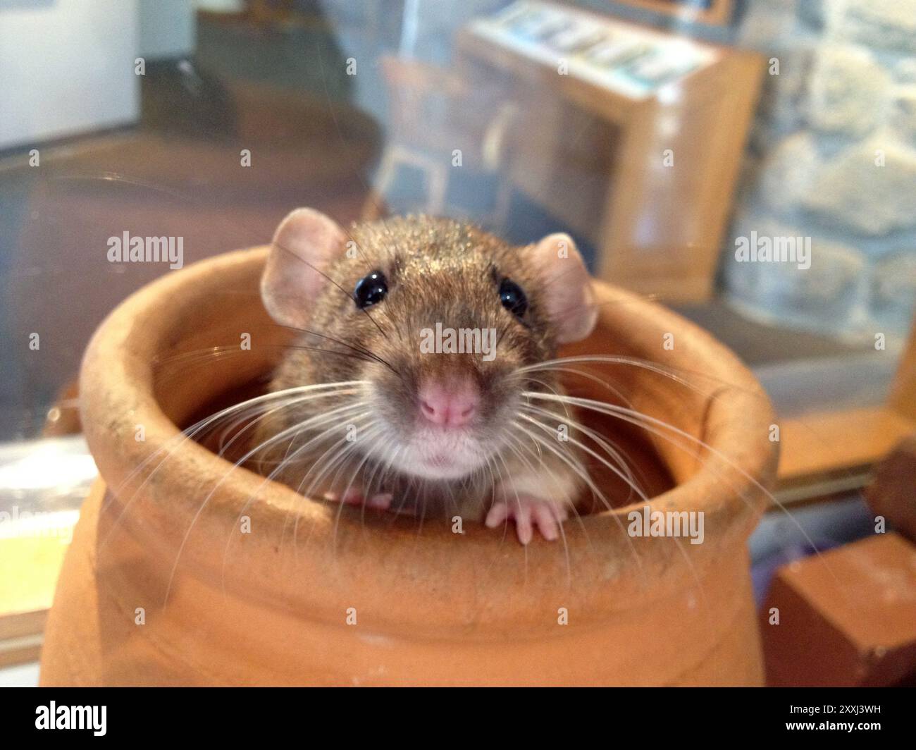 Female pet Brown Rat (Norway Rat) poking its head out of a ceramic pot ...