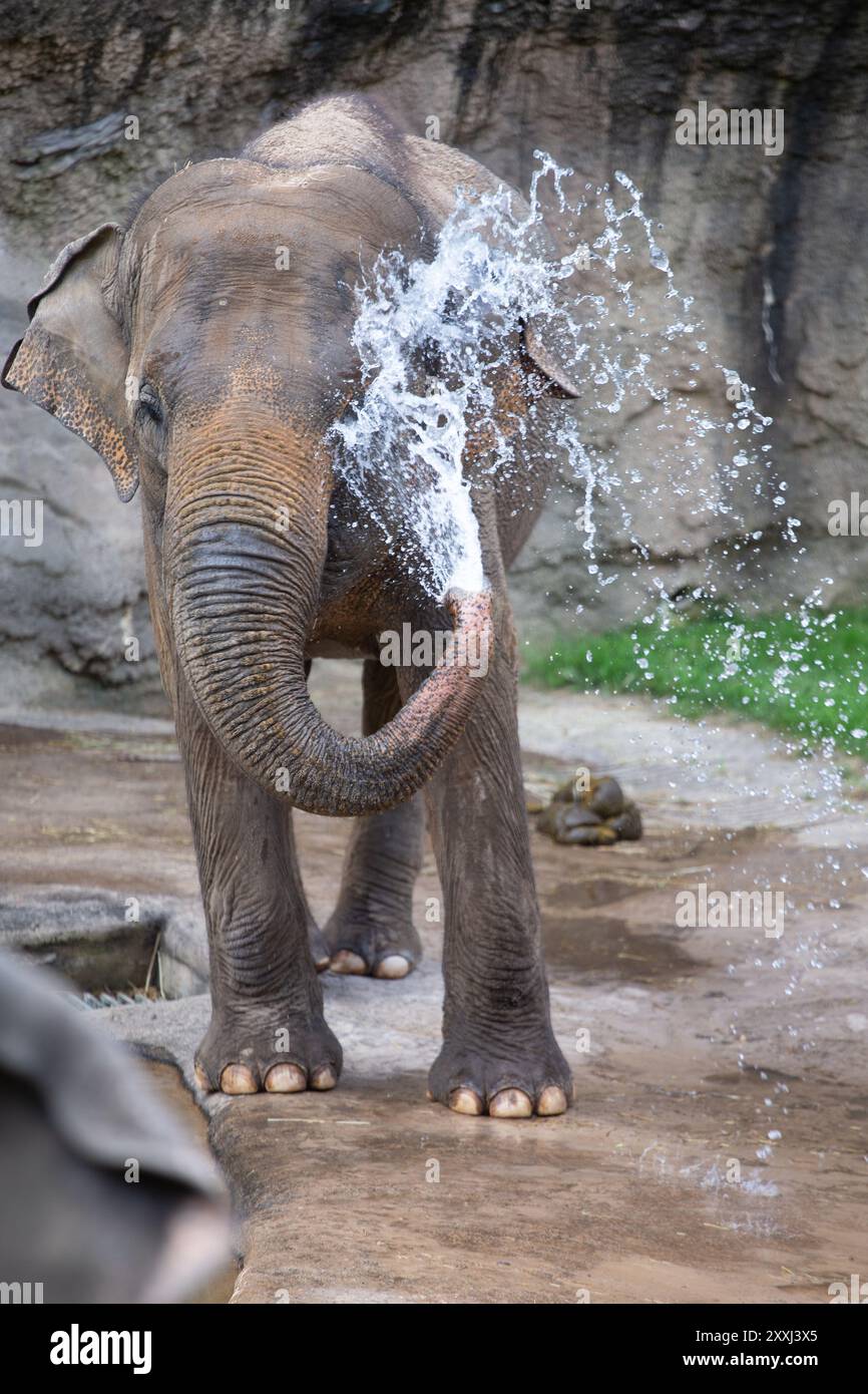 Asian Elephant washing itself with its trunk, Elephas maximus Stock ...