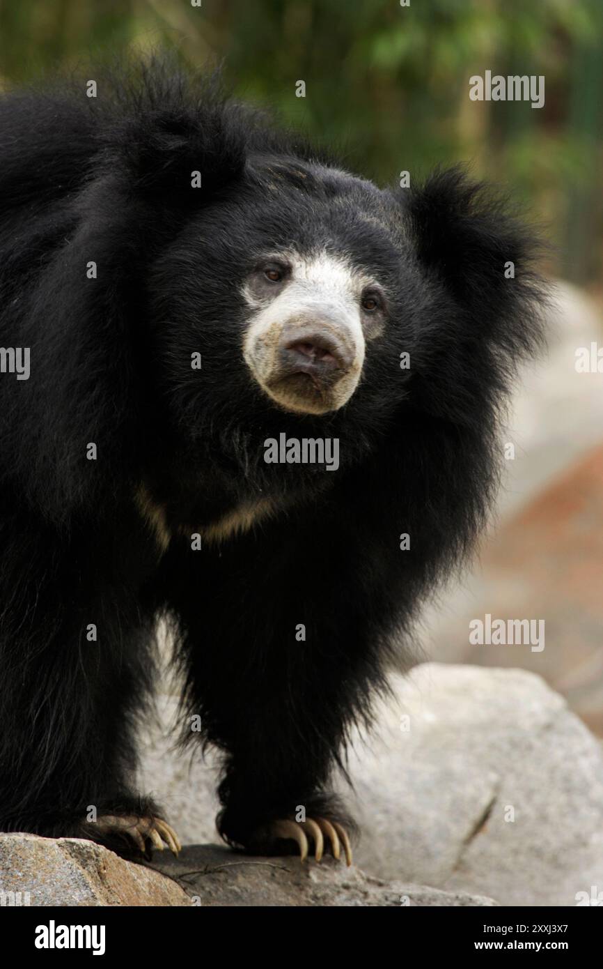 Female Sloth bear or Indian Bear, closeup of head and face, Melursus ...