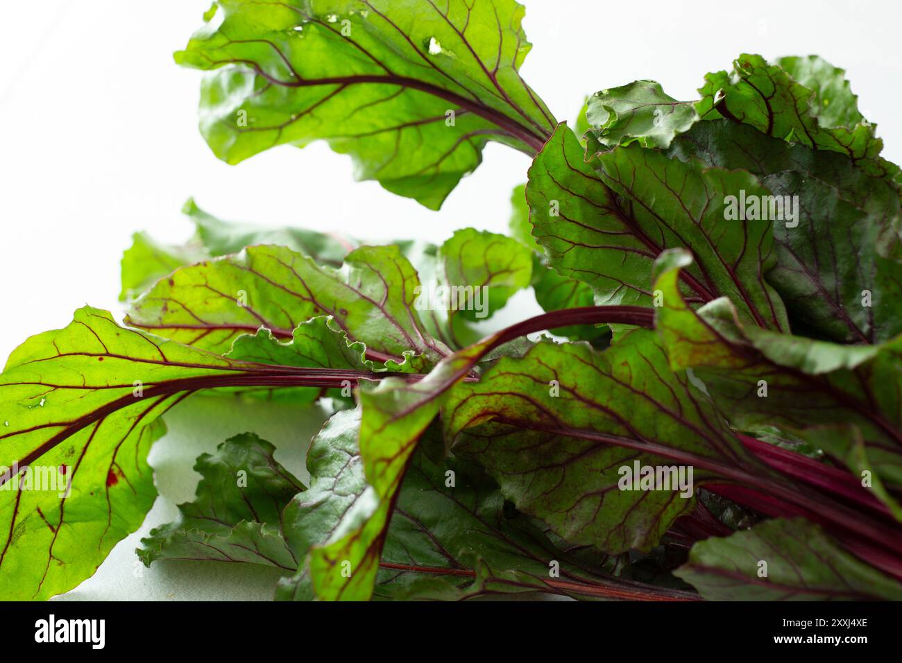 Beet tree hi-res stock photography and images - Alamy