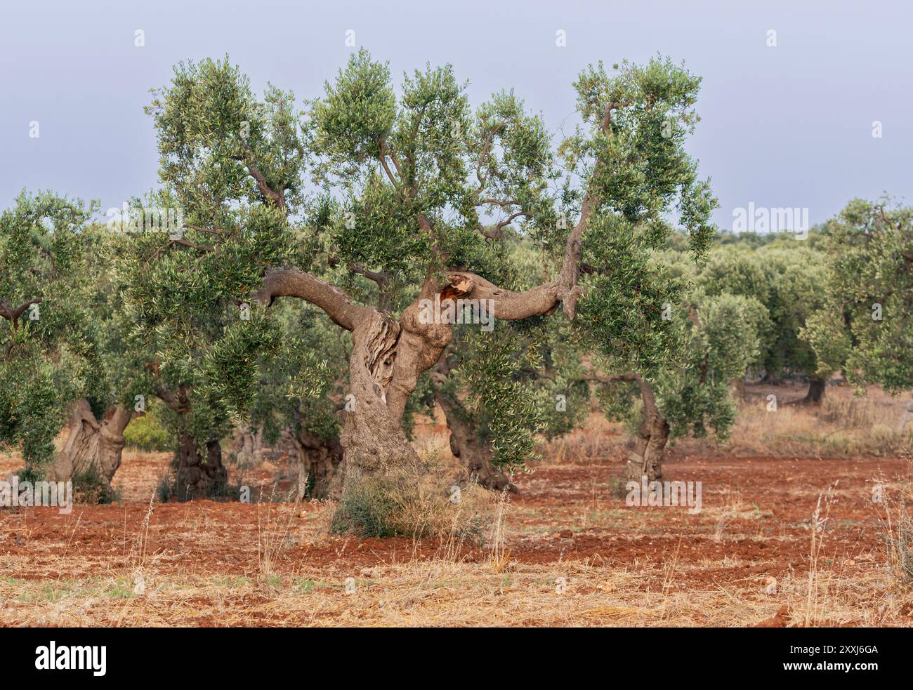 Secular olive trees, Ostuni plain park, Italy Stock Photo - Alamy