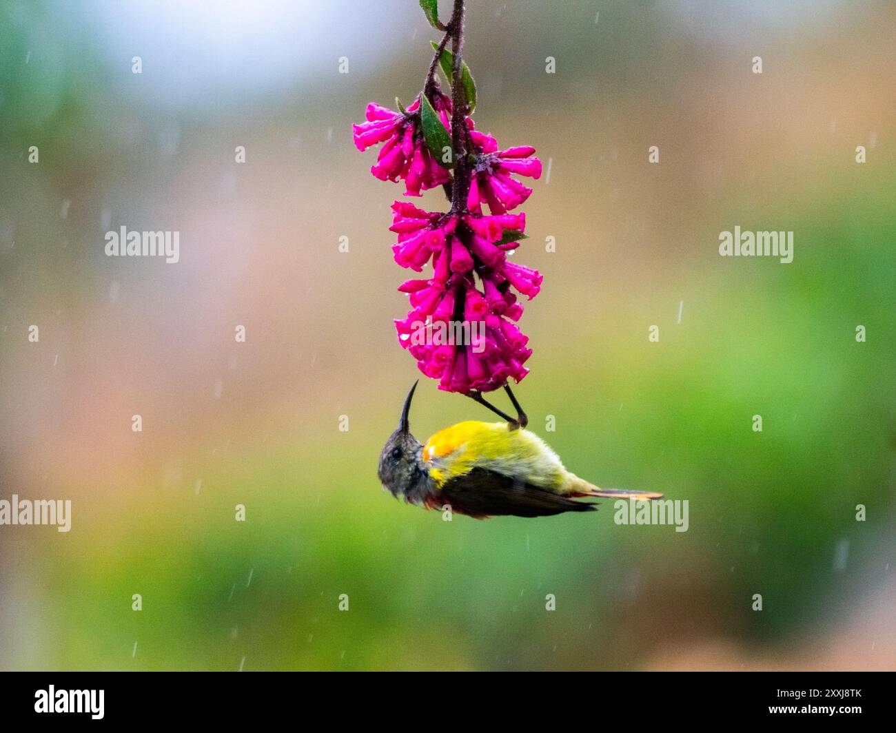 Fire Tail Sunbird Stock Photo - Alamy