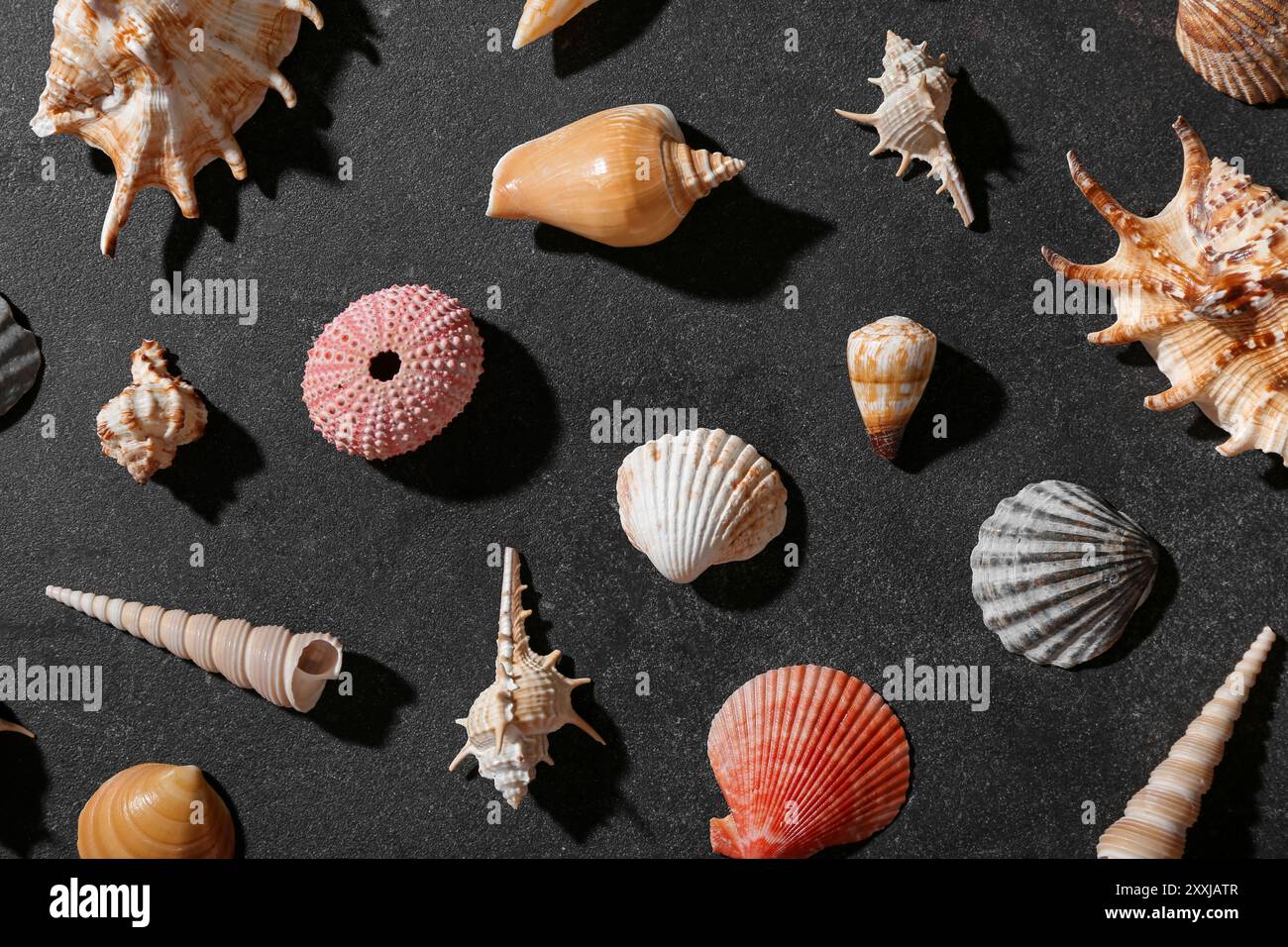 Many different sea shells on dark background Stock Photo - Alamy
