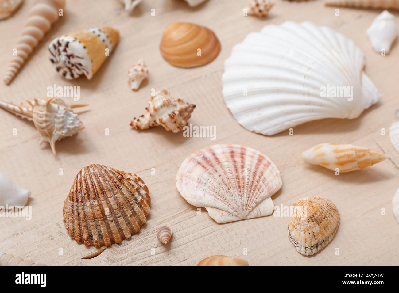 Many different sea shells on wooden background Stock Photo - Alamy