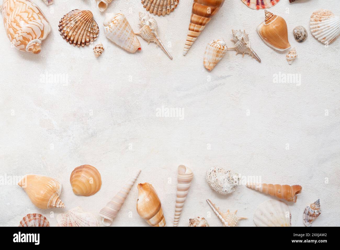 Many different sea shells on white background Stock Photo - Alamy