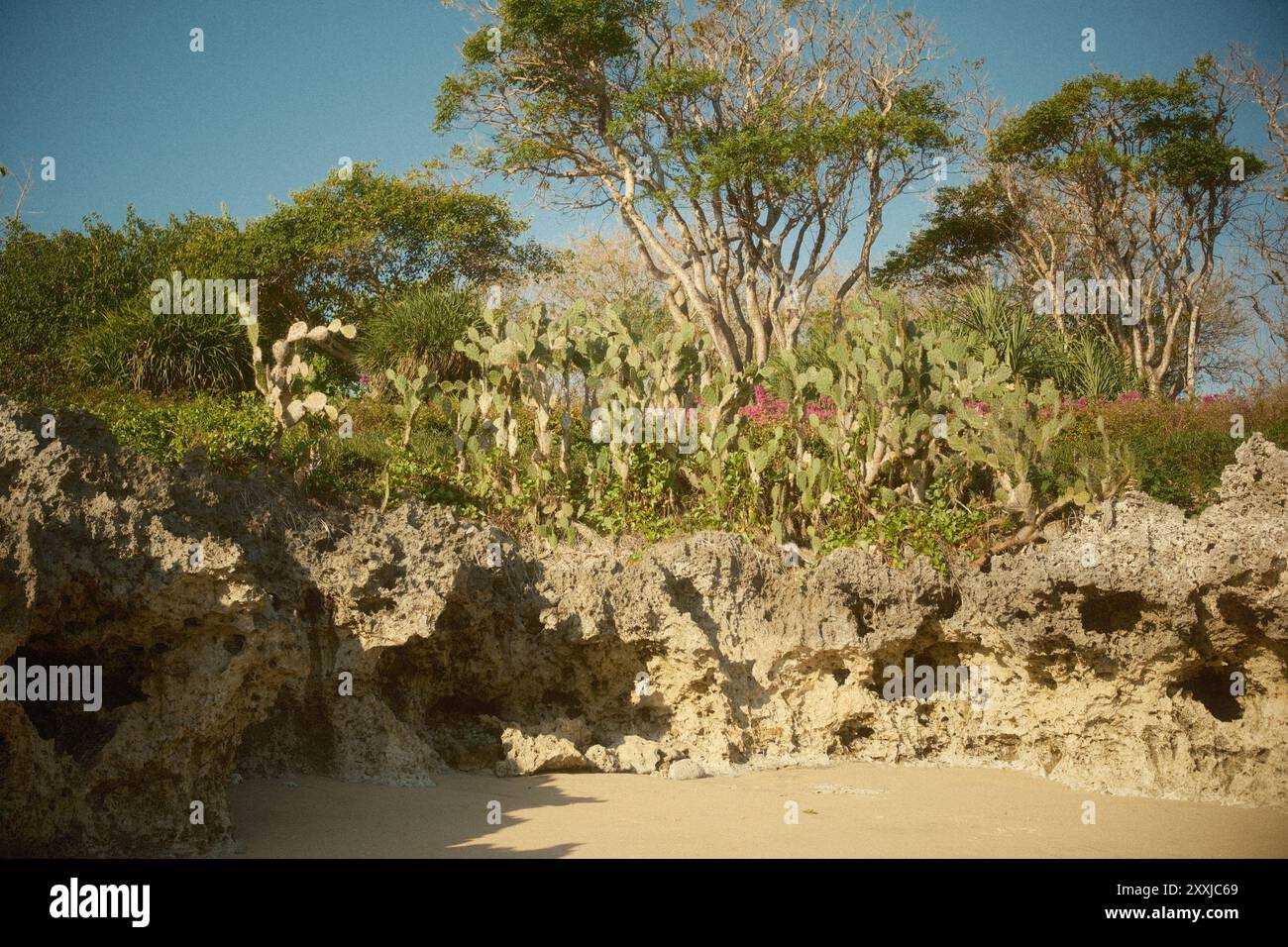 Cliff edges of rock and The Opuntia cactus plant at tropical beach ...