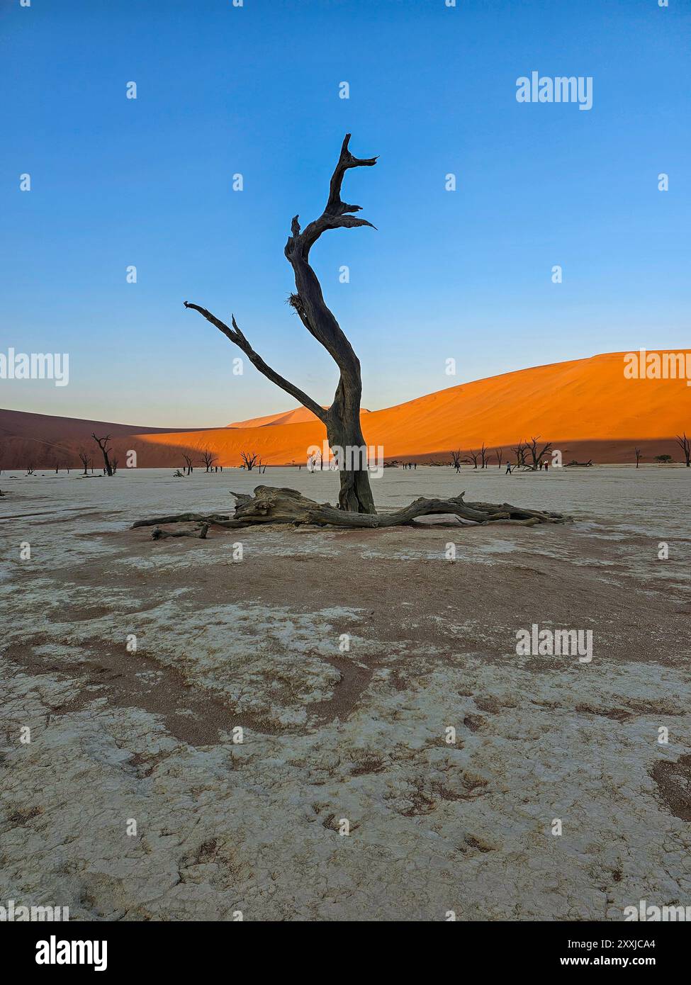 Skeleton Trees of Deadvlei in Namibia, Africa are reputedly over 800 ...
