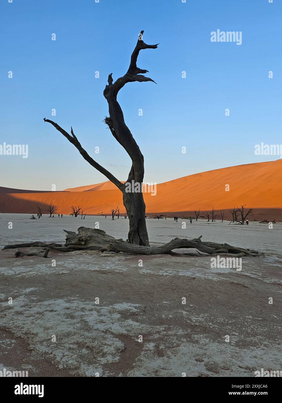 Skeleton Trees of Deadvlei in Namibia, Africa are reputedly over 800 ...