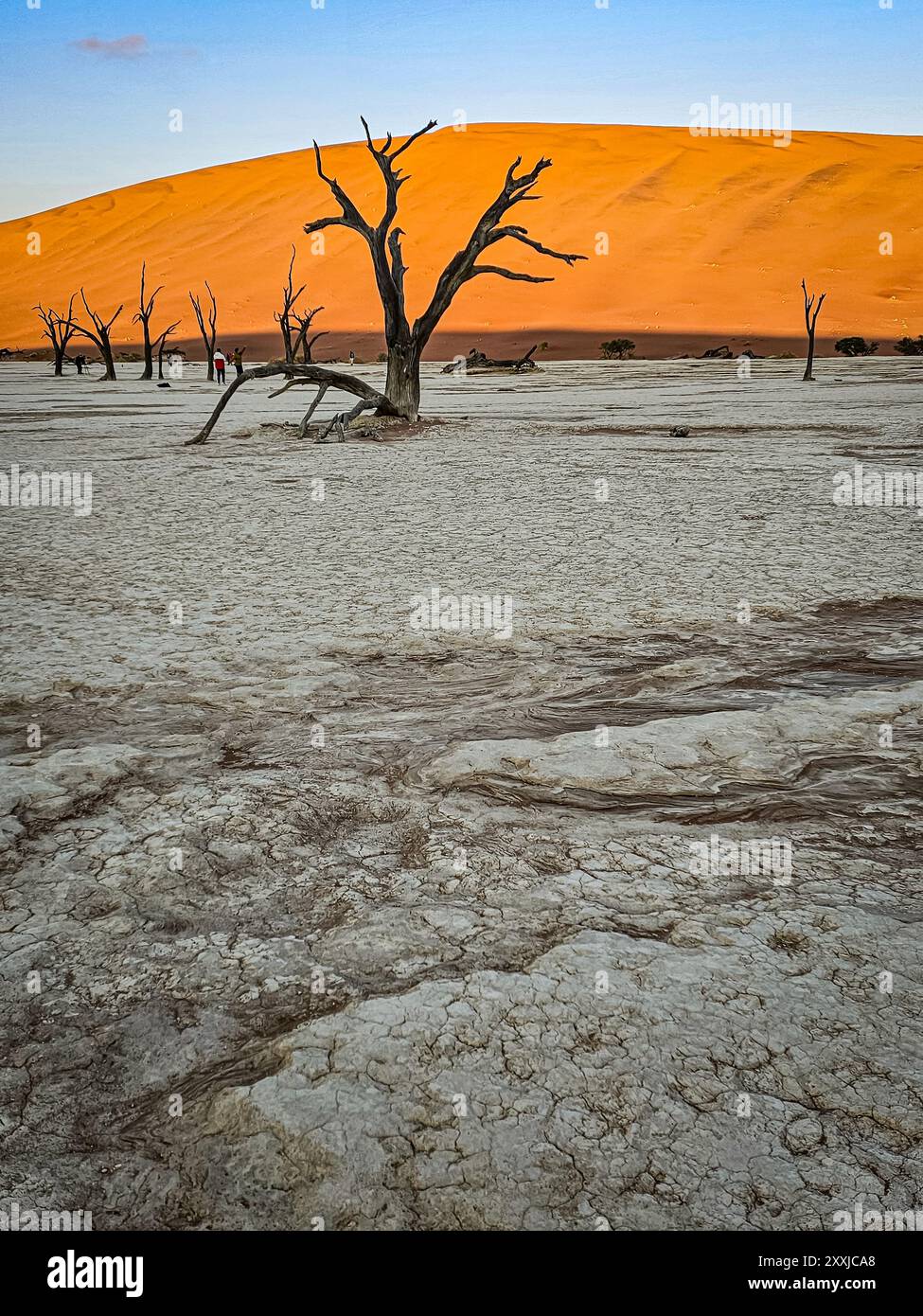 Skeleton Trees of Deadvlei in Namibia, Africa are reputedly over 800 ...