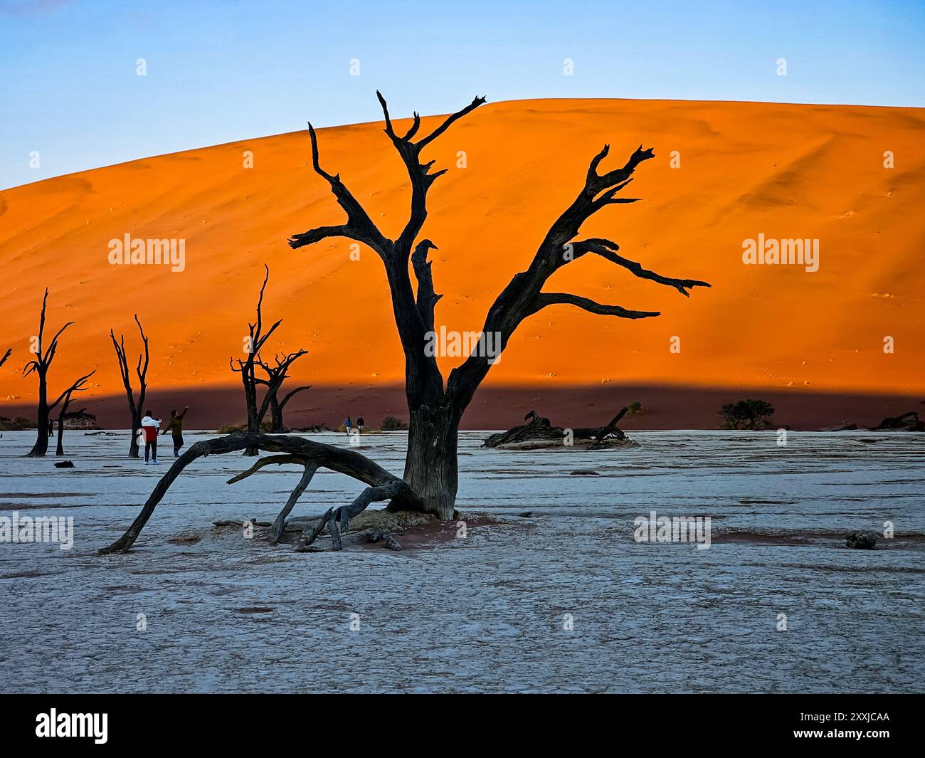 Skeleton Trees of Deadvlei in Namibia, Africa are reputedly over 800 ...