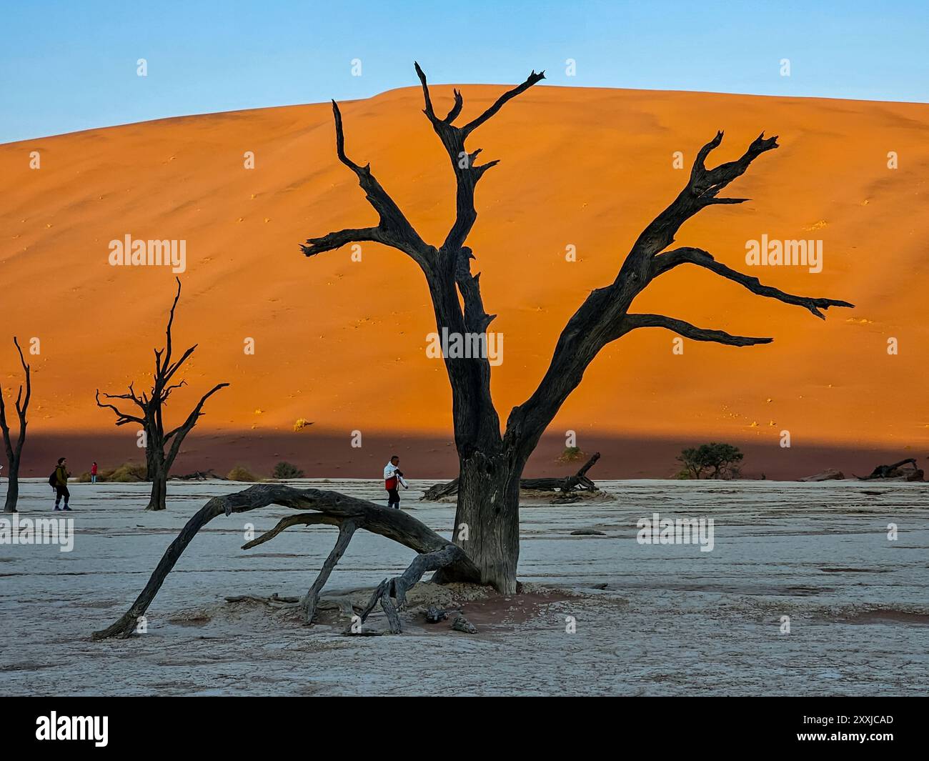 Skeleton Trees of Deadvlei in Namibia, Africa are reputedly over 800 ...