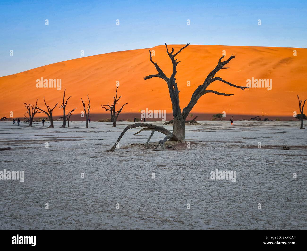Skeleton Trees of Deadvlei in Namibia, Africa are reputedly over 800 ...