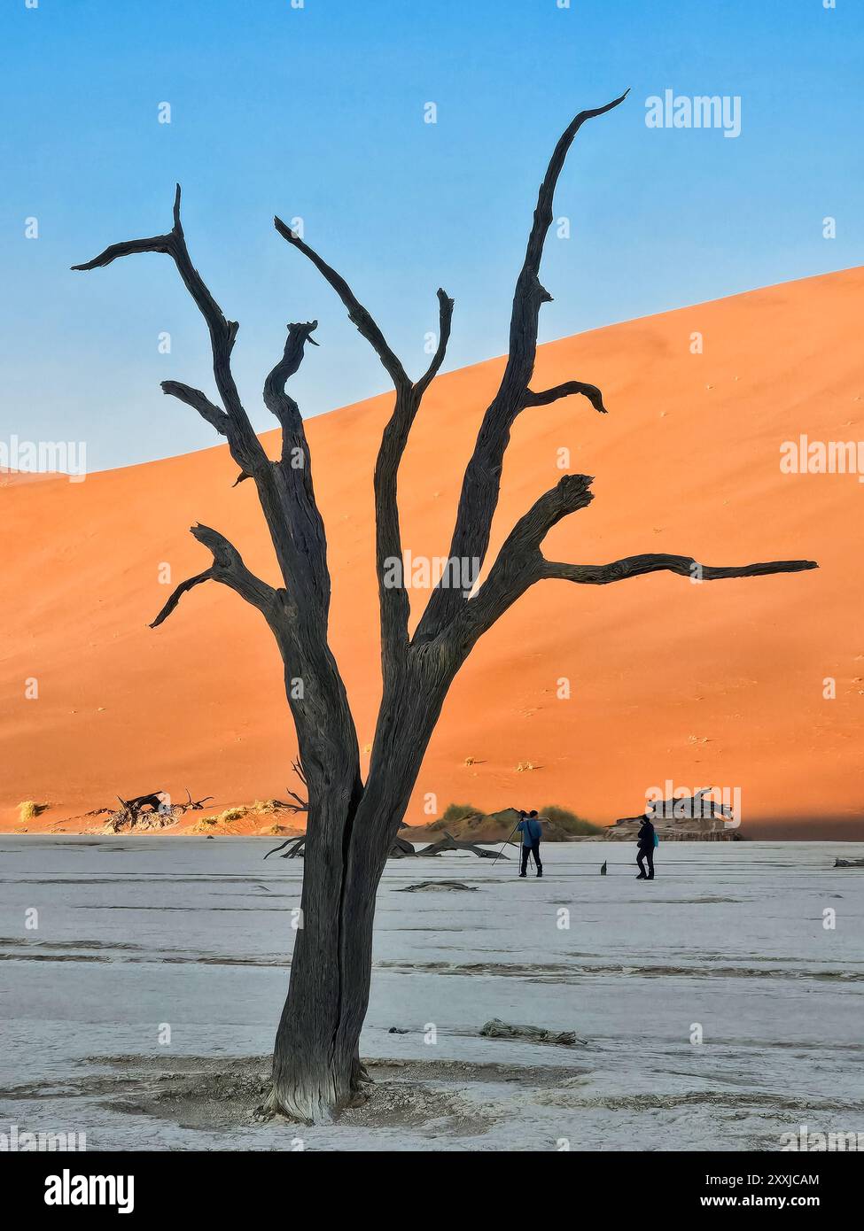 Skeleton Trees of Deadvlei in Namibia, Africa are reputedly over 800 ...