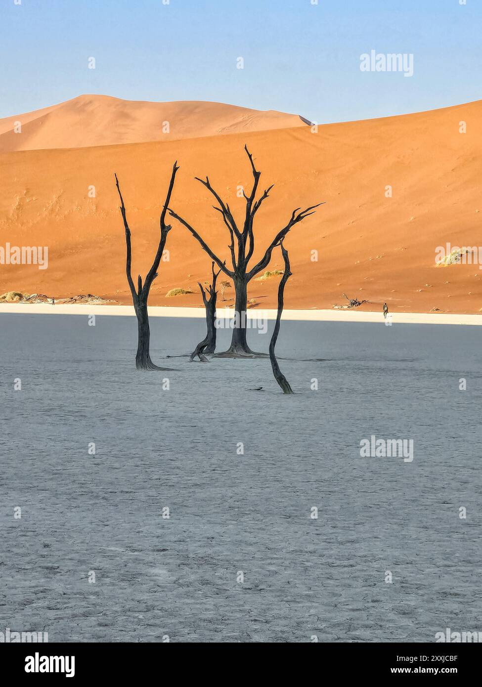 Skeleton Trees of Deadvlei in Namibia, Africa are reputedly over 800 ...