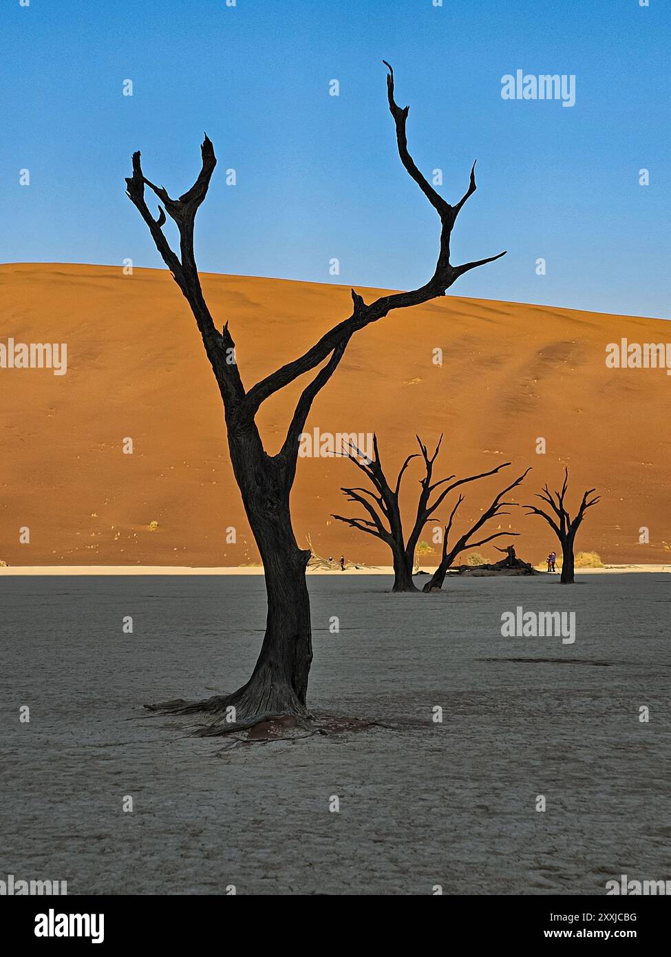 Skeleton Trees of Deadvlei in Namibia, Africa are reputedly over 800 ...