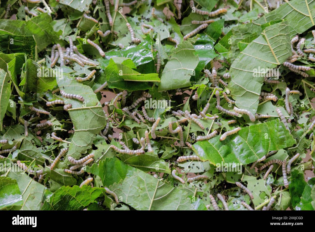 Silk worm moth hi-res stock photography and images - Alamy