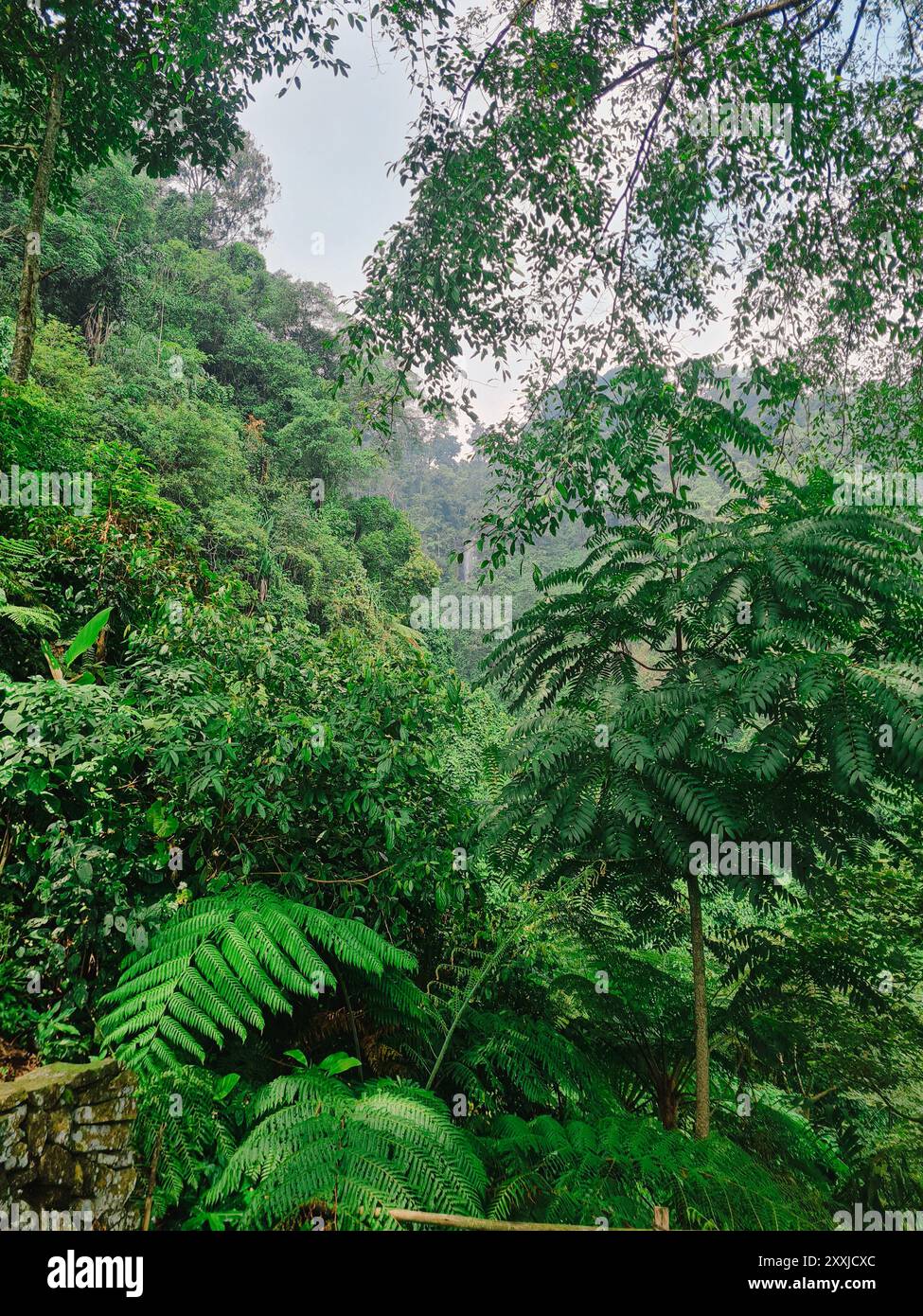 View of Lush rain forest at Bogor indonesia with waterfall in the ...