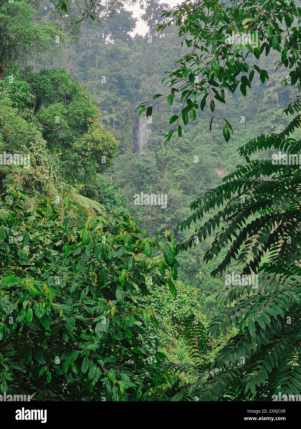 View of Lush rain forest at Bogor indonesia with waterfall in the ...
