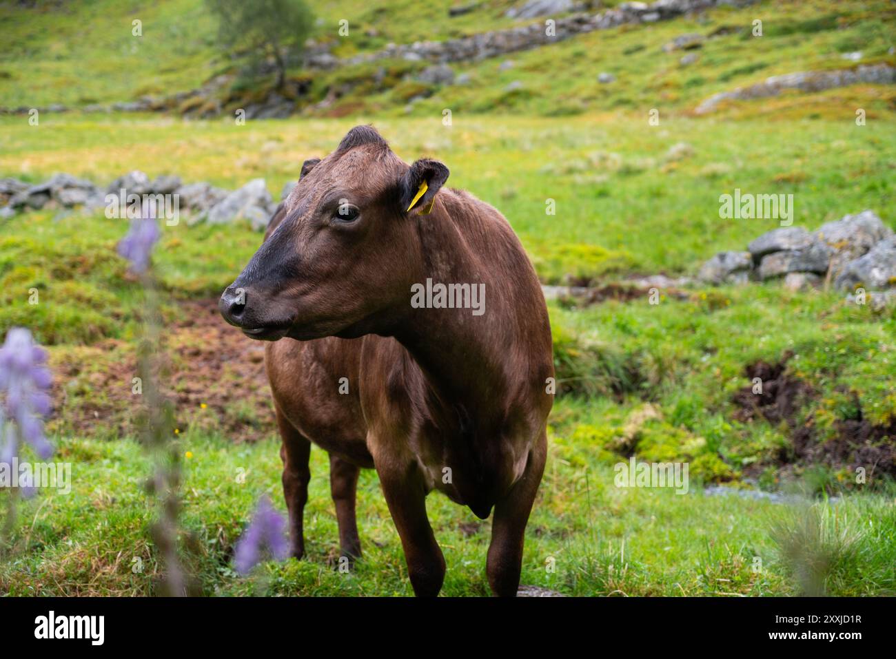 Cow in the field Stock Photo - Alamy