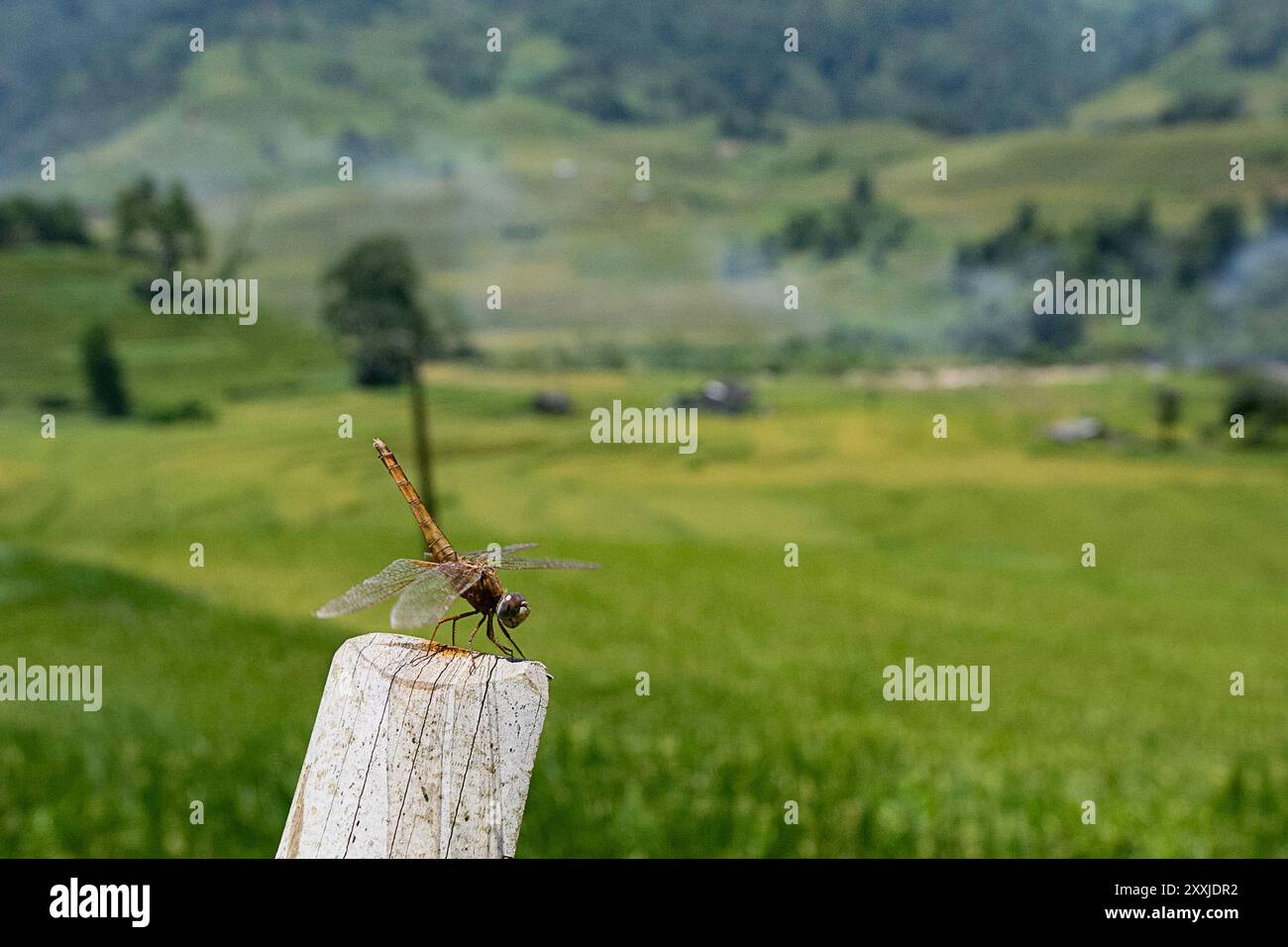 Landscape with green and yellow rice terraced fields and an insect near ...
