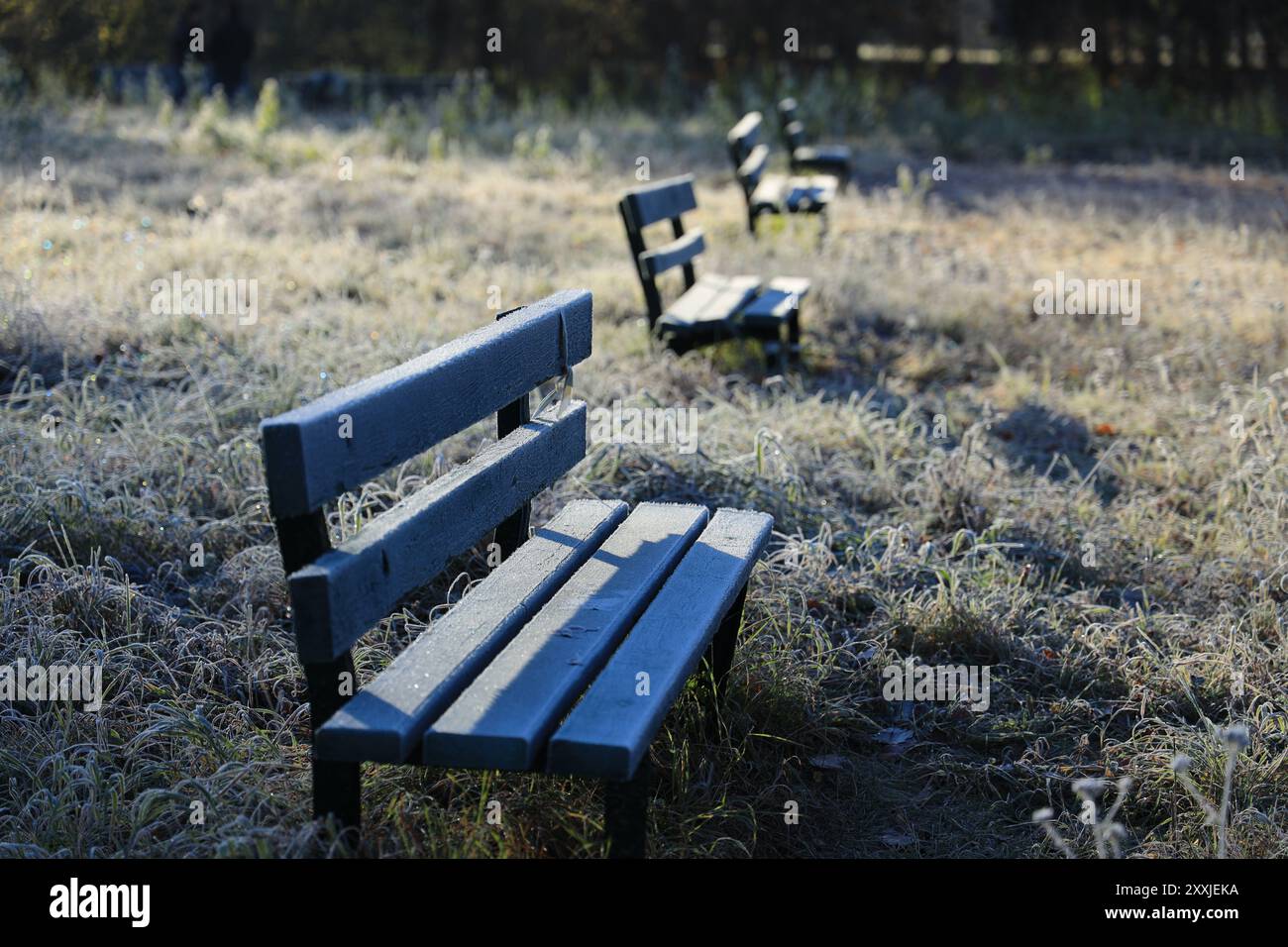 Autumn landscape with four benches and a lawn covered with white frost ...