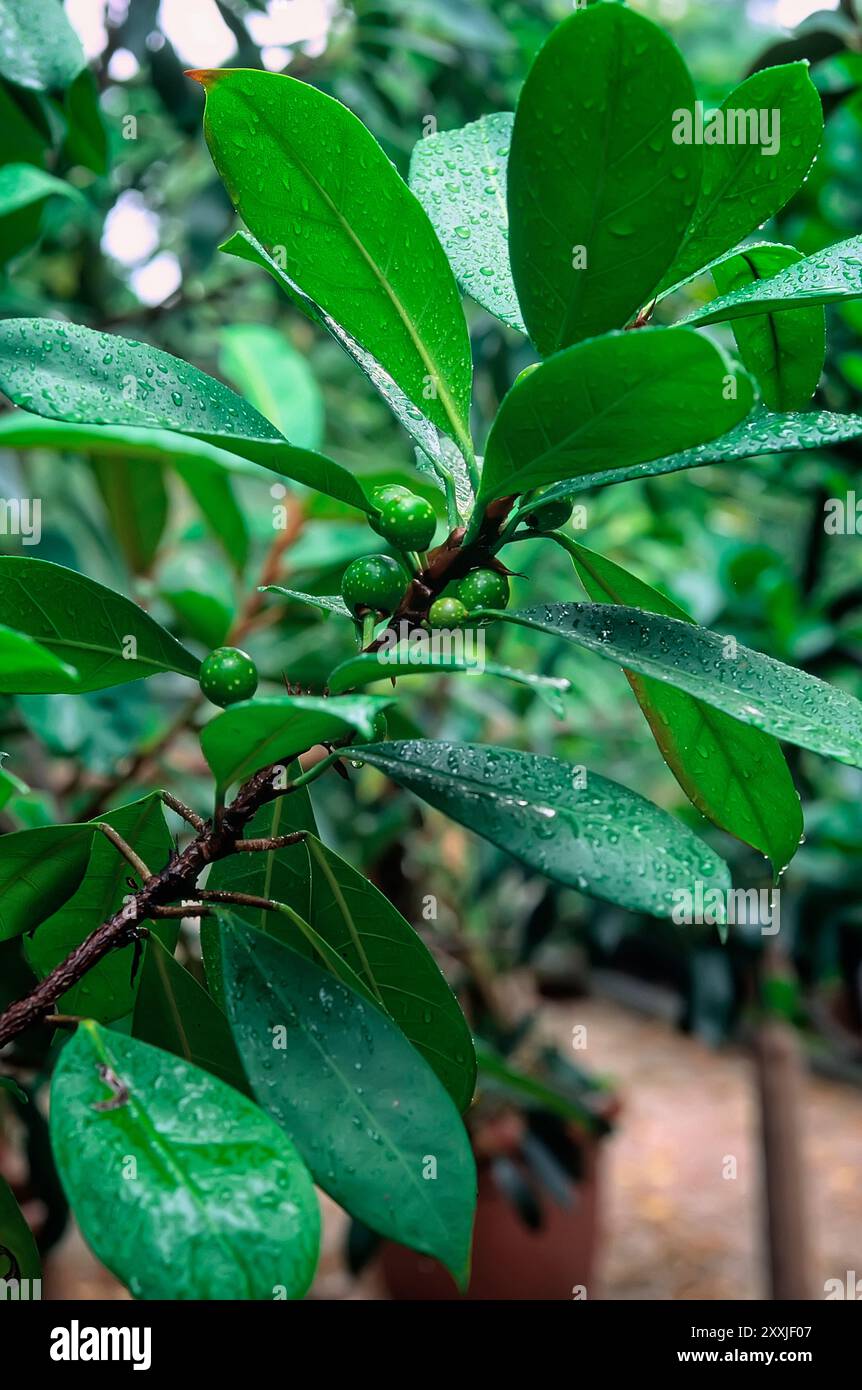 Cedar fig (Ficus henneana = Ficus superba var. henneana), Moraceae ...