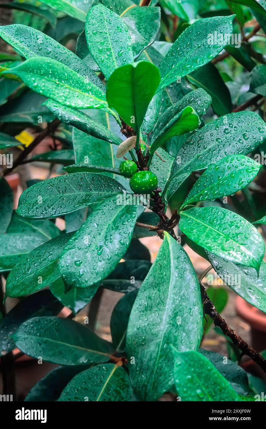 Cedar fig (Ficus henneana = Ficus superba var. henneana), Moraceae ...