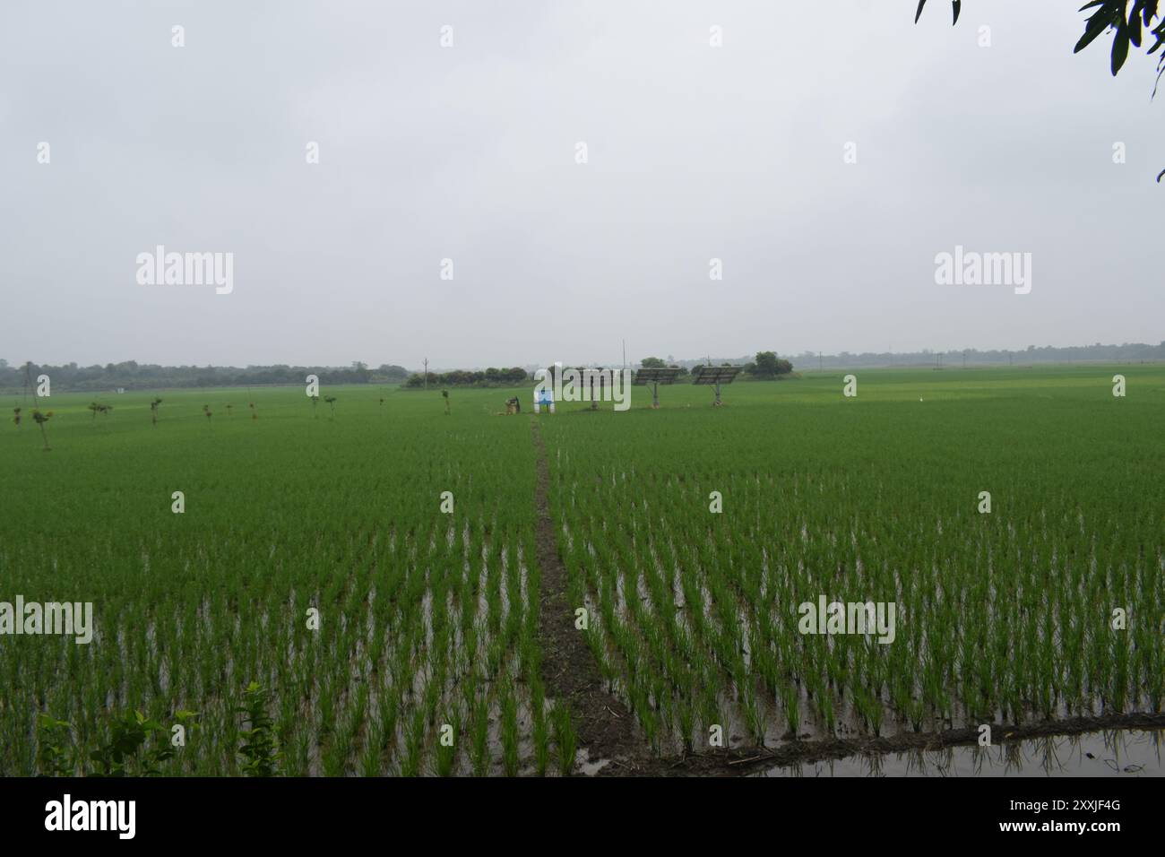 Picture of Paddy Field Stock Photo - Alamy