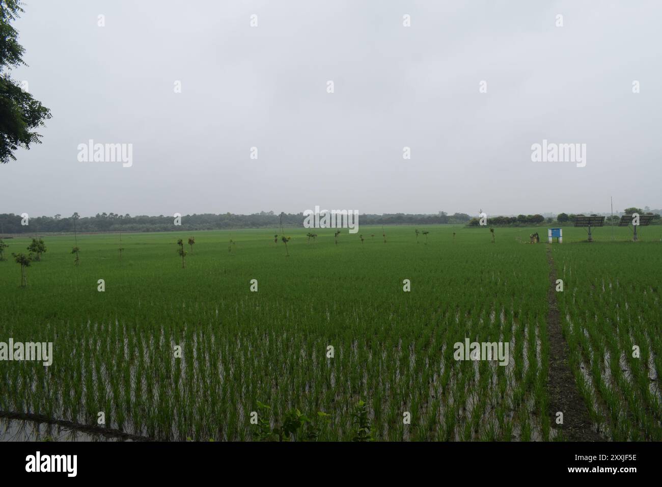 Picture of Paddy Field Stock Photo - Alamy