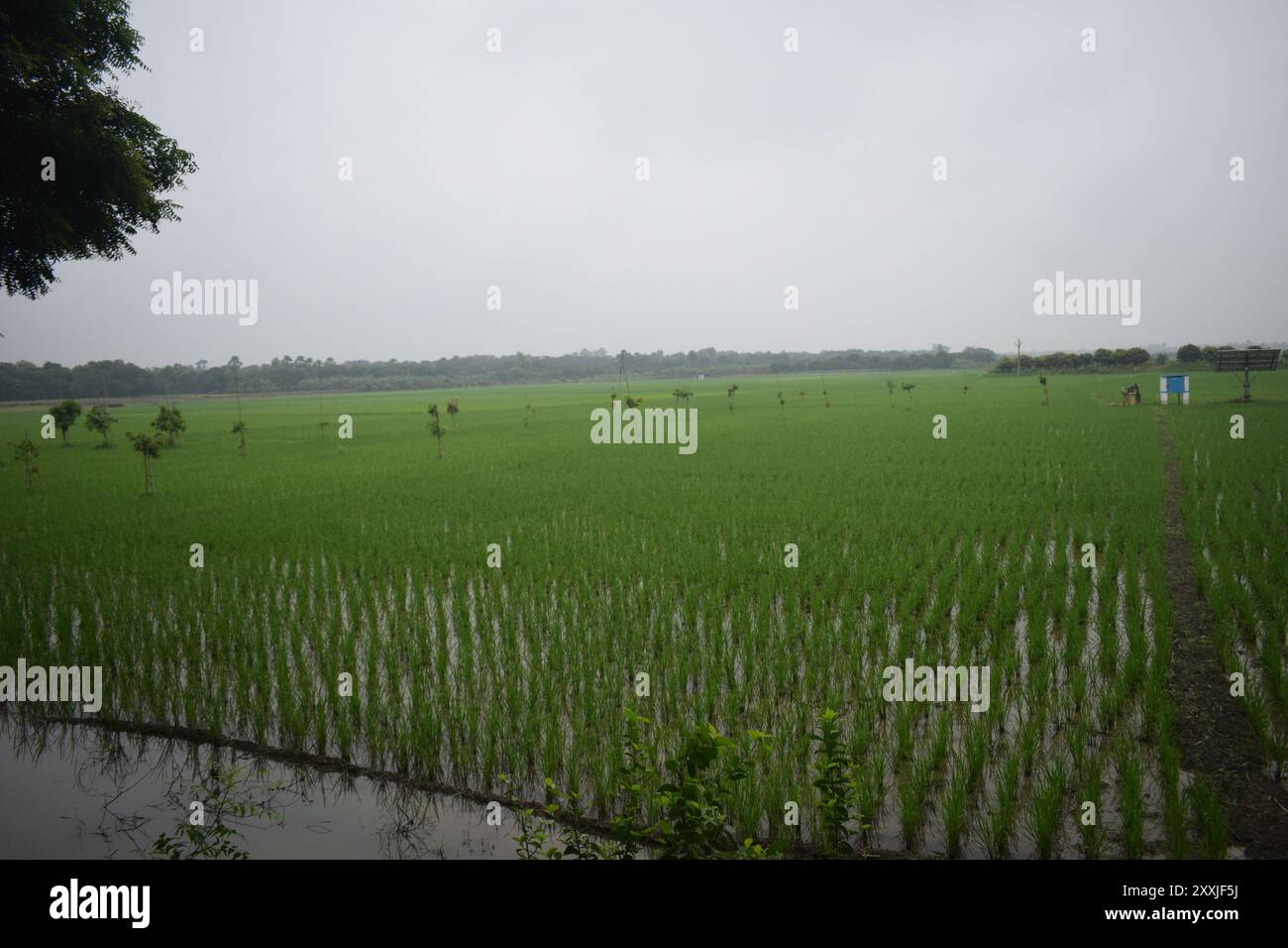 Picture of Paddy Field Stock Photo - Alamy
