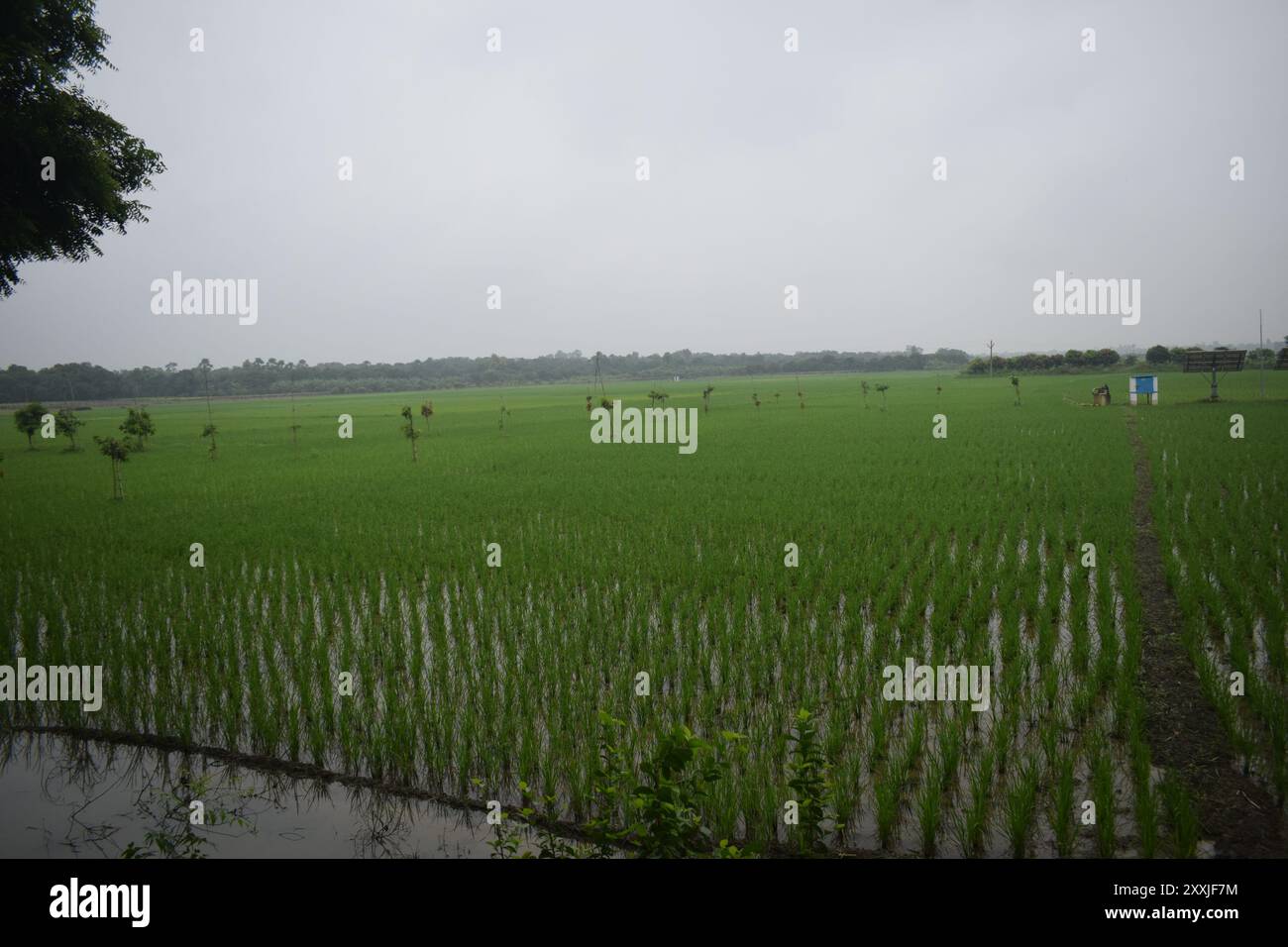 Picture of Paddy Field Stock Photo - Alamy