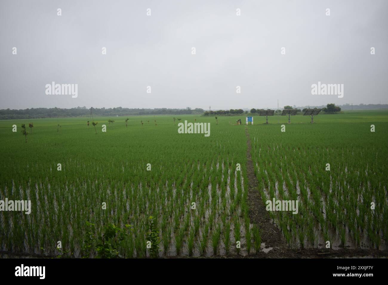 Picture of Paddy Field Stock Photo - Alamy