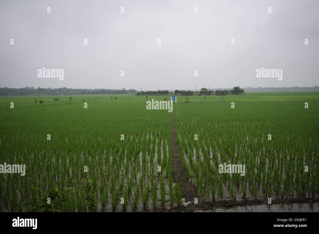 Picture of Paddy Field Stock Photo - Alamy