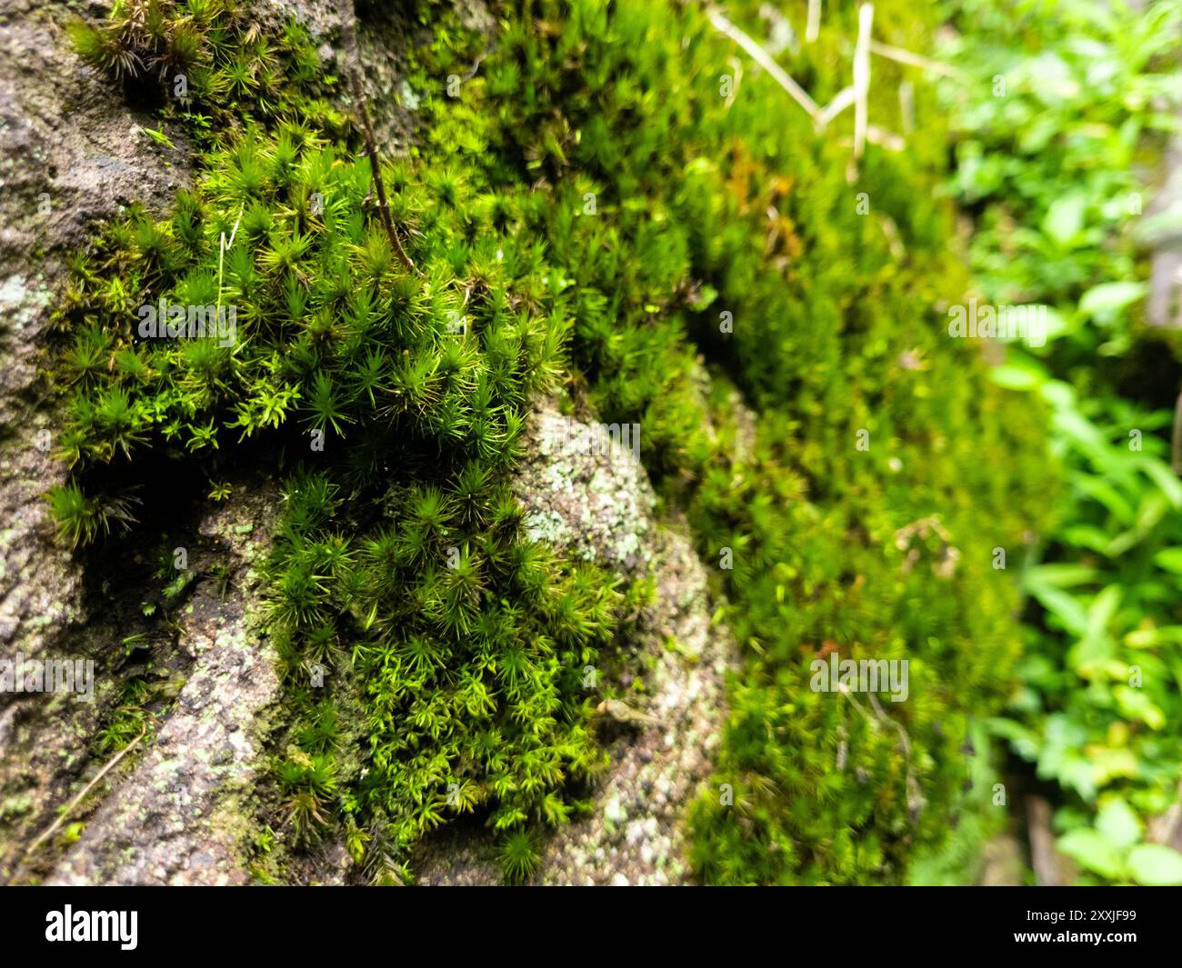 close up view of green moss on the rock, natural rock texture and ...