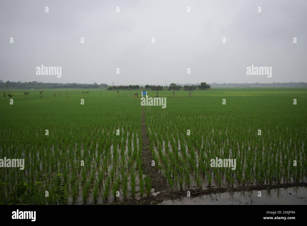 Picture of Paddy Field Stock Photo - Alamy