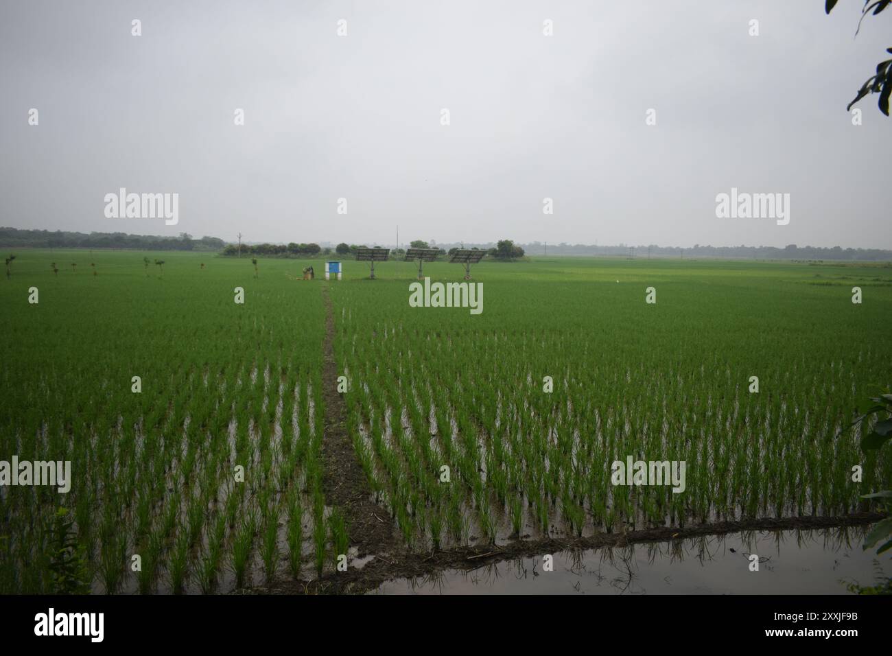 Picture of Paddy Field Stock Photo - Alamy