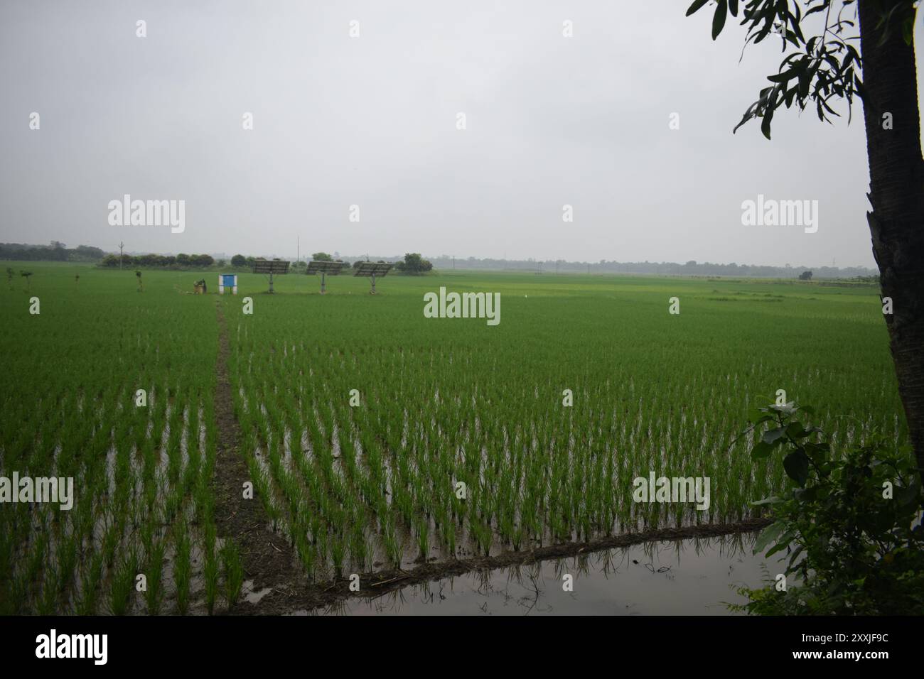 Picture of Paddy Field Stock Photo - Alamy